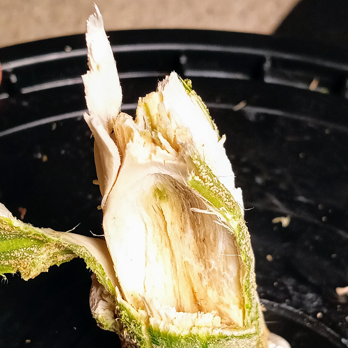 Root Rot – Growing medical cannabis