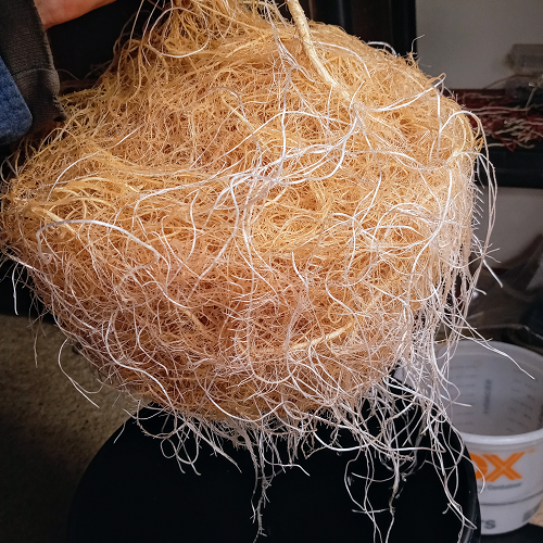 Root Rot – Growing medical cannabis
